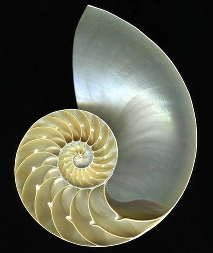 nautile | habitat bulles